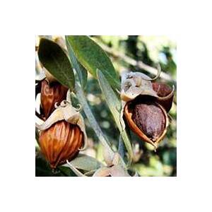 Jojoba Oil: The Skin-Loving Oil That’s Not Really an Oil