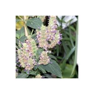 Patchouli Essential Oil: Earthy Calm for Skin & Spirit